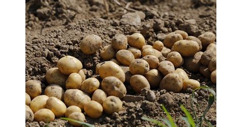 Понижение в производството на картофи домати и силажна царевица Български Фермер