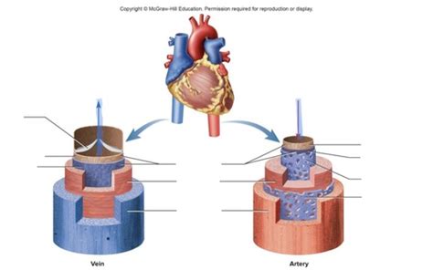 Human Anatomy II Lab Practical 2 Figures Lab 4 Flashcards Quizlet