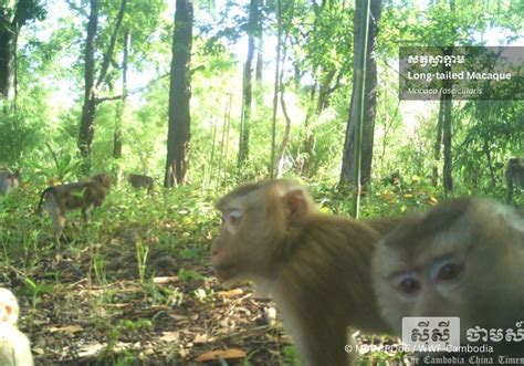 «ស្វាក្តាមជាច្រើនកំពុងមានវត្តមានស្ទើរទូទាំងប្រទេសកម្ពុជា សុីសុីថាមស៍