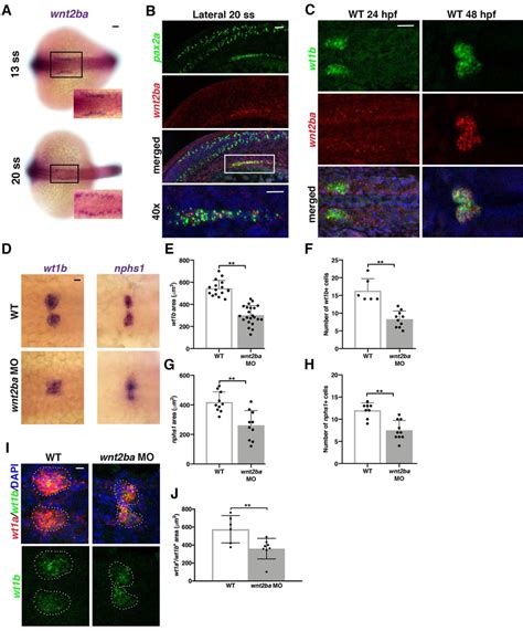 Wnt2ba Is A Podocyte Marker And Regulator A Wnt2ba Is Expressed In Download Scientific