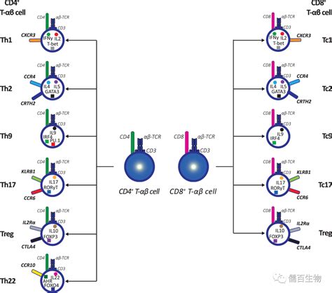 T细胞简介 儒百生物科技
