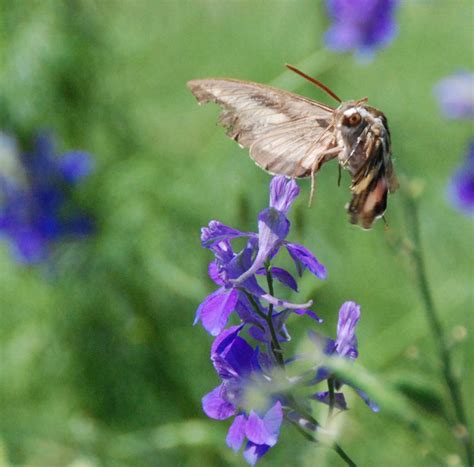 Sphinx Moth Pupa Care
