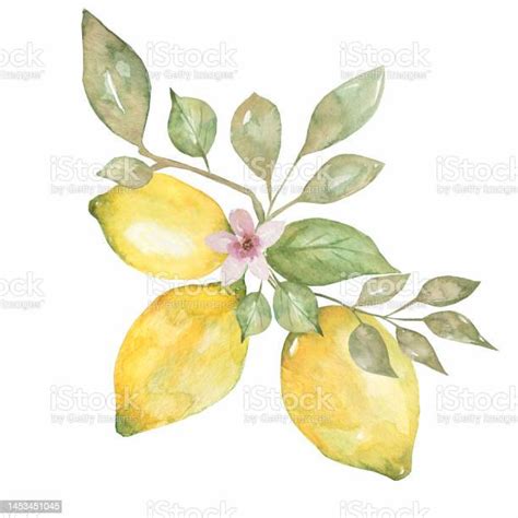 감귤류 과일 꽃과 잎과 레몬 가지 수채화 손으로 그린 그림 0명에 대한 스톡 벡터 아트 및 기타 이미지 0명 감귤류 과일 과일 Istock