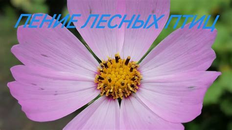 Задорное пение лесных птиц Youtube