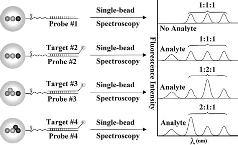 Schematic Illustration Of Dna Hybridization Assays Based On Qd Tagged Download Scientific