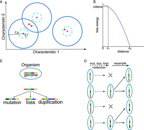 Representation Of The Evolutionary Model A A Schematic Depiction Of Download Scientific