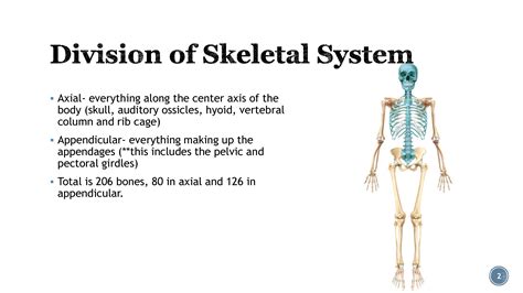 SOLUTION Biol Chapter Skeletal System Studypool