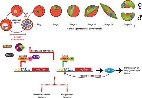 Commitment To Sexual Maturation During Each Asexual Cycle Within The