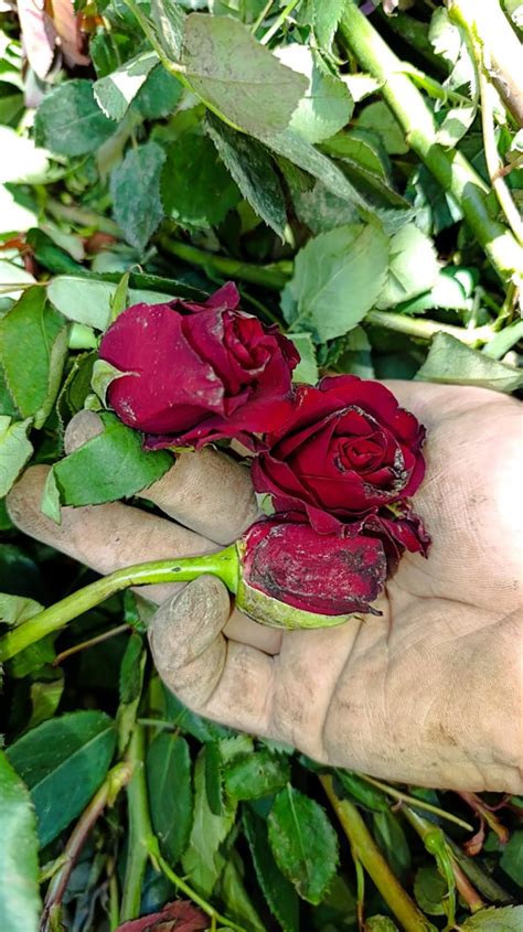 ვარდის ვარდის ნერგები ქარელის რ ნი ზემო ხვედურეთი