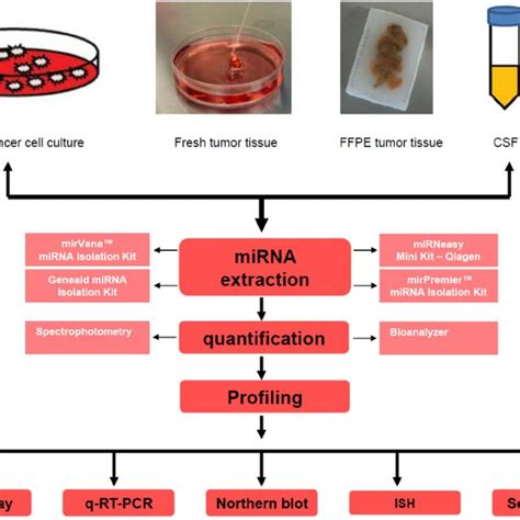 Mirna Detectionprofiling Methods Mirnas Are Usually Extracted From