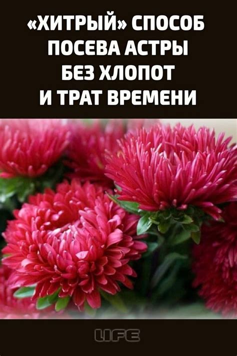Сад огород в 2024 г Идеи посадки растений Контейнерные растения Цветки ириса