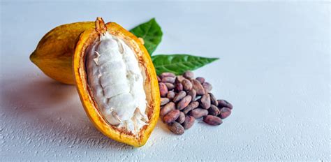 잘 익은 신선한 슬라이드 코코아 꼬투리 반쯤 자른 코코아 과일 흰색 나무 배경에 녹색 카카오 잎이 있는 마른 갈색 코코아 콩을 닫습니다 코코아에 대한 스톡 사진 및 기타