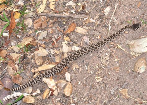 Southern Pacific Rattlesnake Crotalus Oreganus Helleri