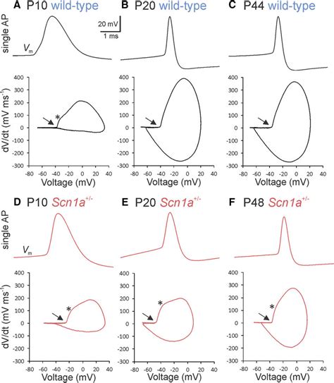 Phase Plot Analysis Suggests Altered Localization Of The Ap Initiation Download Scientific