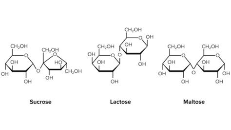 Structure Of Maltose Lactose And Sucrose