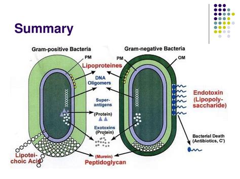 Antibiotics Structure And Function