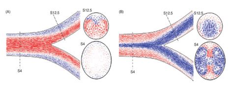 12 Velocity Distribution In The Bifurcation Plane And Two Cross Download Scientific Diagram