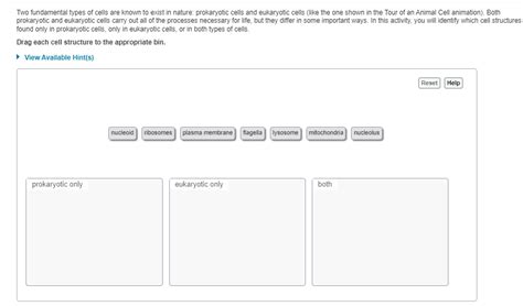 Two Fundamental Types Of Cells Are Known To StudyX