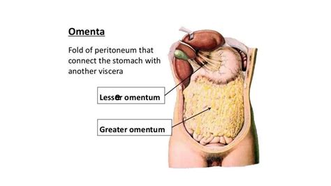 Peritoneum Structure And Function Anatomy Pptx