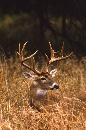 5 Quick Tips For Killing Mature Bucks Mossy Oak