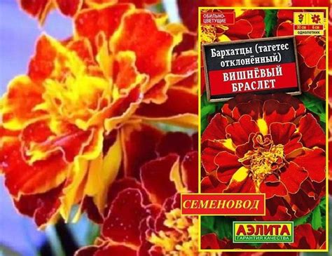 Бархатцы Агрофирма Аэлита Цветы - купить по выгодным ценам в интернет ...