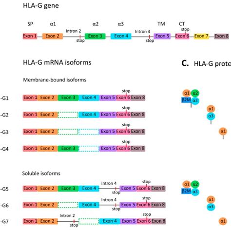 Mechanisms Of Both Membrane Bound And Soluble HLA G Mediated Immune Download Scientific