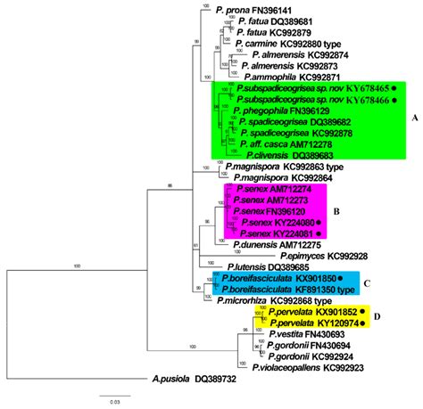 Bayes Phylogram Inferred From Partial Its Sequence Data The Tree Is Download Scientific