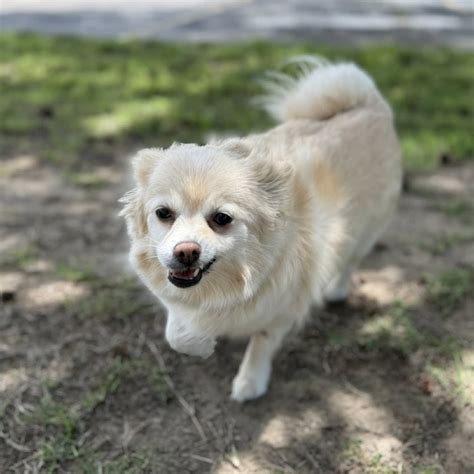 Adopt Daisy Belle Today Find Paw Pal