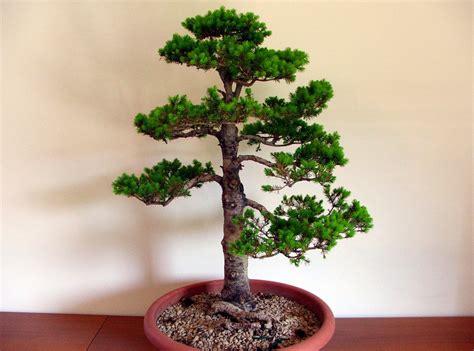 Evoluzione Bonsai Bonsai Di Picea Glauca Albertiana White Spruce