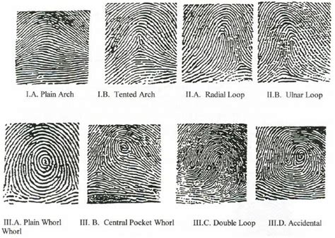 Different Fingerprint Characteristics Each Person S Fingerprint Is Unique And Features Indivi