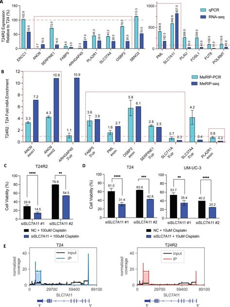 M6a Epitranscriptome Analysis Reveals Differentially Methylated Transcripts That Drive Early