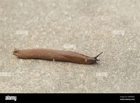 Sea Snails Without Shells