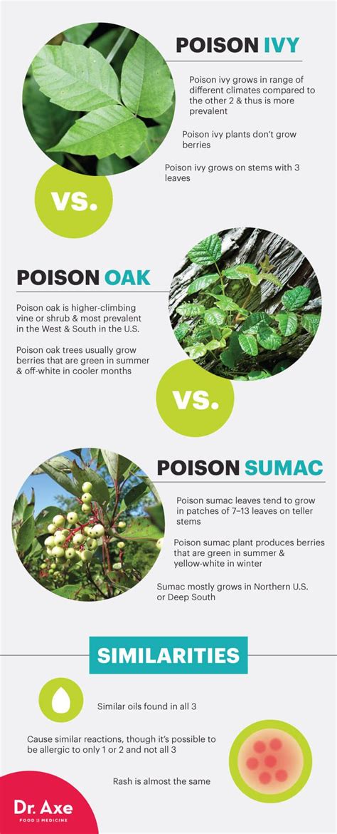 Poison Oak Rash Vs Poison Ivy Lsaben