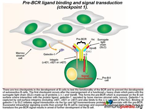 Pre Bcr Ligand Binding And Signal Transduction Immunopaedia Immunopaedia