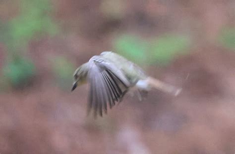 コサメビタキの巣オオルリキビタキサンショウクイサンコウチョウヤブサメ imobelionのブログ