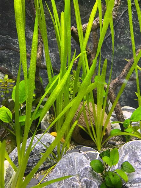 Аквариумное растение 5 C №10405573 In Душанбе Аквариумные бесплатные объявления куплю