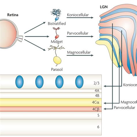 4 Anatomy Of The Visual Motion Pathway In The Macaque Brain Reprinted Download Scientific