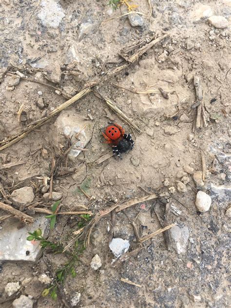 🔥 The Very Rare Ladybug Spider 🔥 Rnatureisfuckinglit