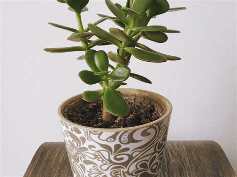 Грошове дерево червоніти не буде зробіть так і його листя вмить стане смарагдовим