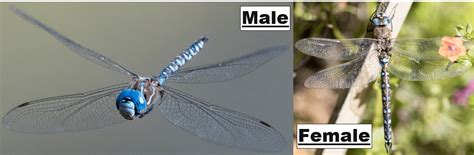 24 Types Of Dragonflies Found In Texas 2024 Bird Watching Hq