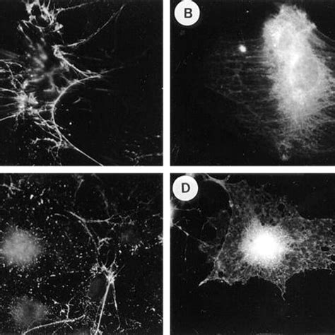 Serum Induces Fibronectin Assembly In A Rho Dependent Manner Exogenous