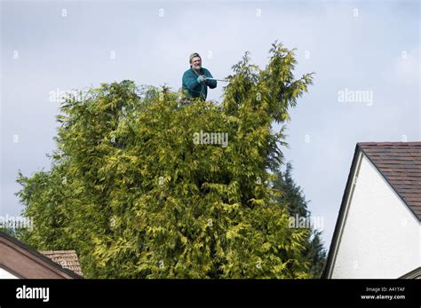Man In Tree Top Using Long Handeled Pole Trimmer To Cut Limbs From Top Of Cypress Tree Stock