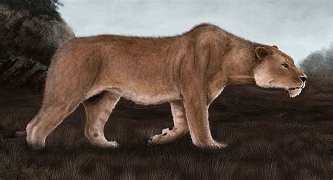 American Lion The Largest Lion In History