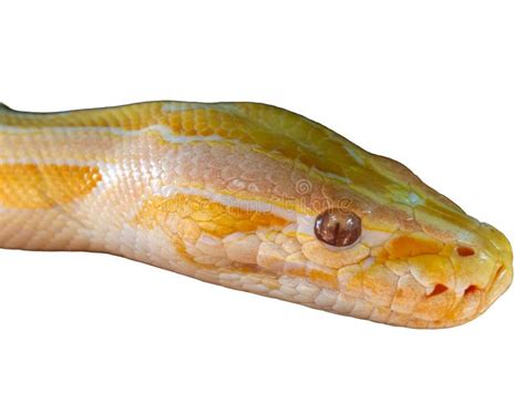 Yellow Burmese Python Python Reticulatus Stock Image Image Of
