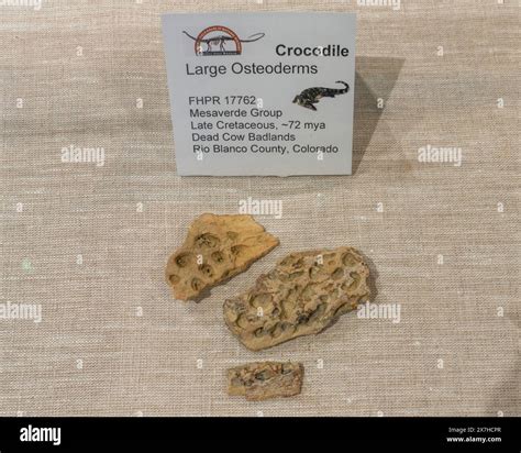 Fossilized Osteoderms From A Prehistoric Crocodile In The Utah Field