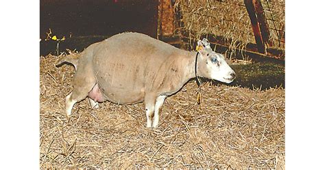 Рискове при овцете след раждане Български Фермер