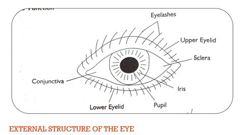 EYE STRUCTURE FUNCTION CSEC HSB