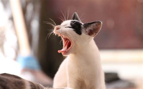 Do Cats Get Cavities Tooth Resorption In Cats