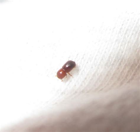 Tiny Red Headed Flying Biting Insect Bugguidenet