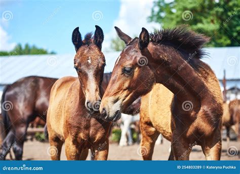 Portrait Of Two Friendly Foals In A Herd In A Paddock Stock Image